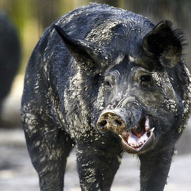 Big Hogs – Sharptooth